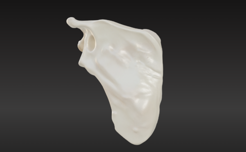 3D Scapula Bone Model - Extremity, Upper (Arm) - embodi3D.com