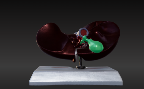 3D Model of Human Liver Anatomy v3 - Other organs - embodi3D.com