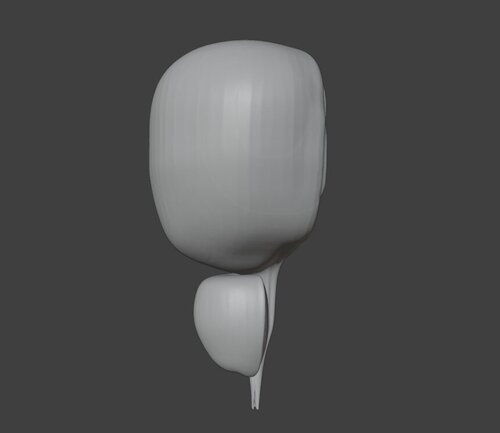 3D Model of Bladder Cross Section - Other organs - embodi3D.com