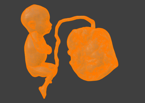 3D Model of Lifeform Human Fetus Replica - 5 Month Male - Other organs ...