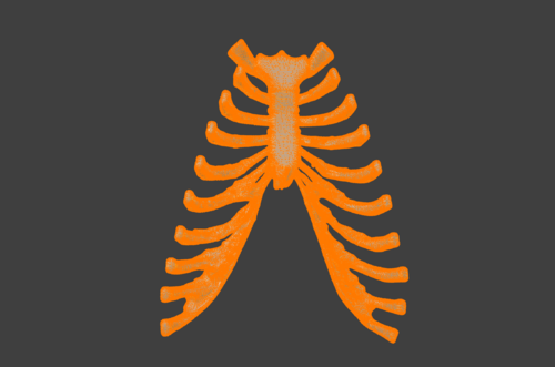 3D Model of Sternum Bone with Cartilage - Extremity, Lower (Leg ...