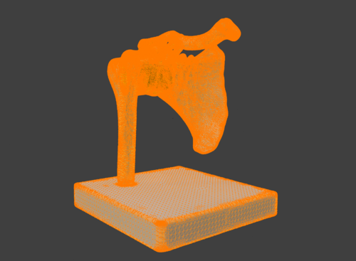 3D Joint Anatomy Model with Stand - Spine and Pelvis - embodi3D.com