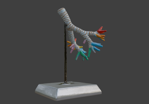 3D Model of Trachea and Bronchi with Stand - Other organs - embodi3D.com
