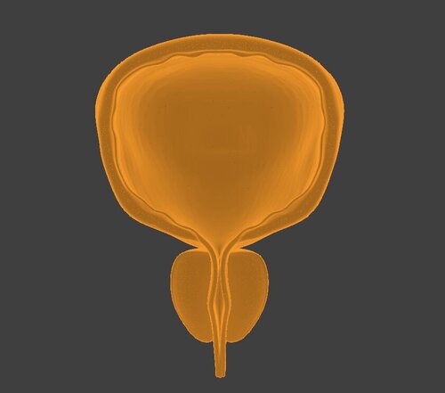 3D Model of Bladder Cross Section - Other organs - embodi3D.com