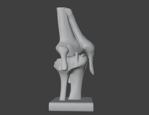 3D Model of Human Knee Joint with Ligaments on Stand - Extremity, Lower ...