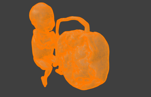 3D Model of Lifeform Human Fetus Replica - 5 Month Male - Other organs ...