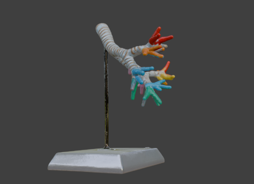 3D Model of Trachea and Bronchi with Stand - Other organs - embodi3D.com