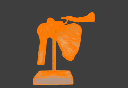 3D Model of Human Shoulder Joint with Ligaments - Anatomy - Other ...