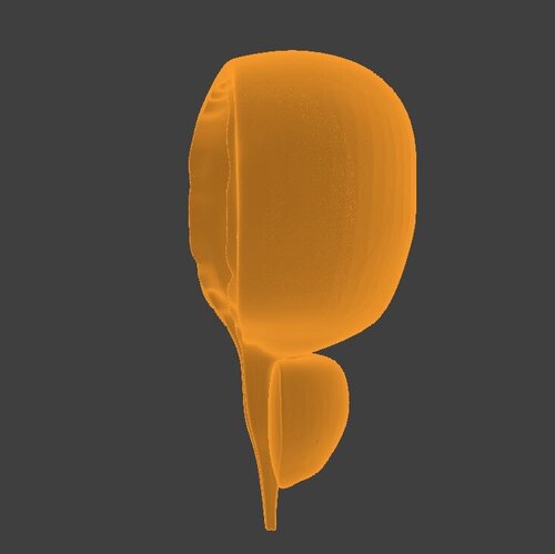 3D Model of Bladder Cross Section - Other organs - embodi3D.com