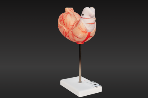 3D Human Stomach Anatomy Model - Other organs - embodi3D.com