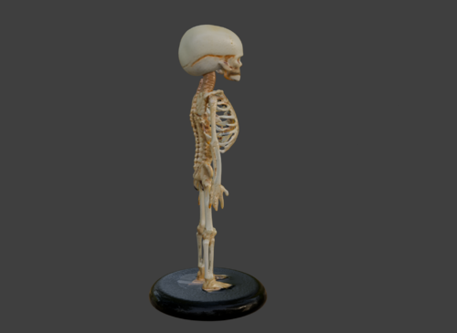 3D Model of 30-Week Old Fetus Skeleton - Other organs - embodi3D.com