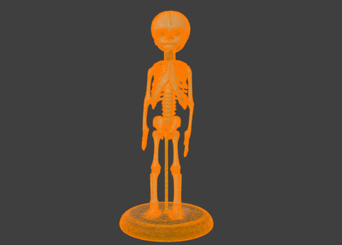 3D Model of 30-Week Old Fetus Skeleton - Other organs - embodi3D.com