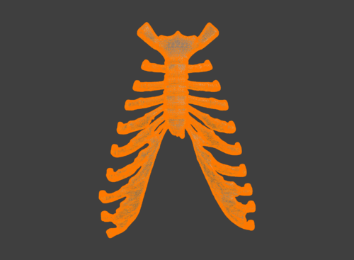 3D Model of Sternum Bone with Cartilage - Extremity, Lower (Leg ...