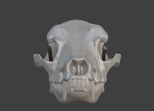 3D Model of Canine Skull with Stand - Skull and Face - embodi3D.com