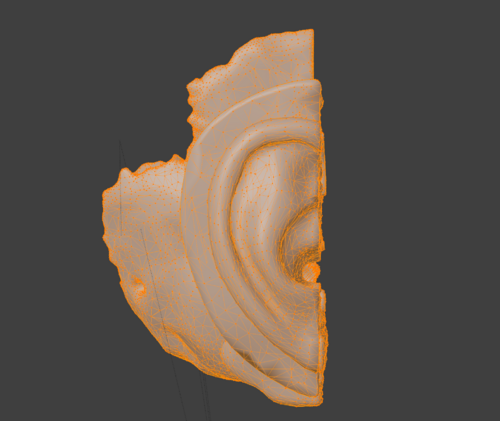 3D Model of Auditory System - Other organs - embodi3D.com