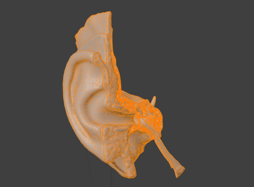 3D Model of Auditory System - Other organs - embodi3D.com