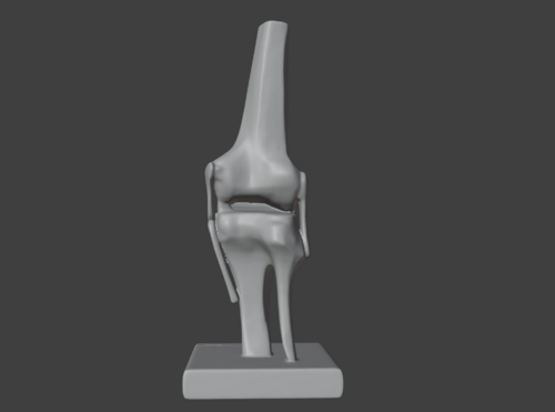 3D Model of Human Knee Joint with Ligaments on Stand - Extremity, Lower ...