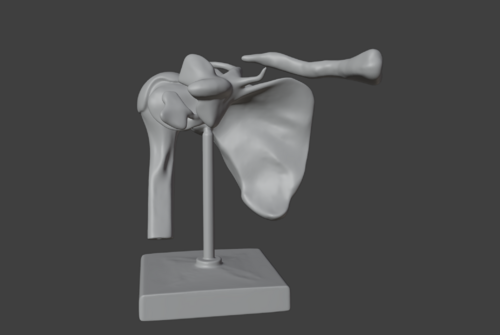 3D Model of Human Shoulder Joint with Ligaments - Anatomy - Other ...