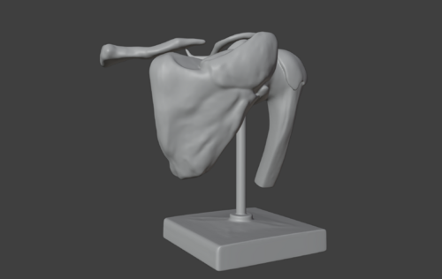 3D Model of Human Shoulder Joint with Ligaments - Anatomy - Other ...