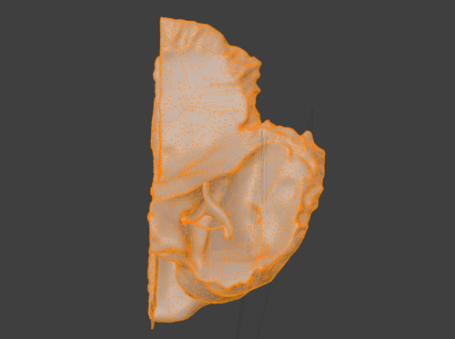 3D Model of Auditory System - Other organs - embodi3D.com