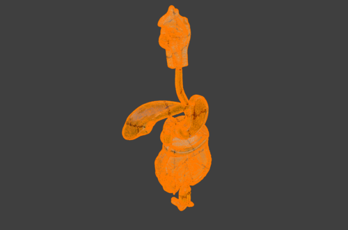 3D Model of Human Digestive System - Other organs - embodi3D.com