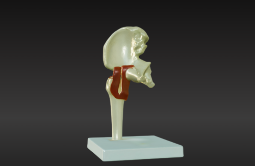 3D Joint Anatomy Model with Stand v2 - Extremity, Upper (Arm ...