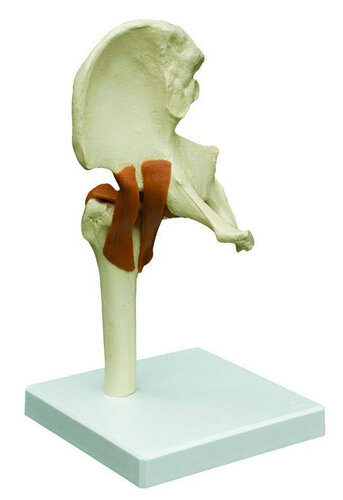 3D Joint Anatomy Model with Stand - Spine and Pelvis - embodi3D.com
