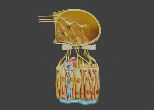 3D Model of Olfactory Epithelium Microscopic Anatomy - Other organs ...