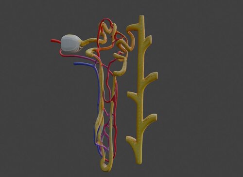 3D Model of Kidney Nephron - Other organs - embodi3D.com