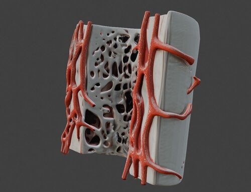 3D Model of Bone Anatomy - Other organs - embodi3D.com