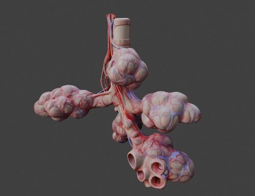 3D Model of Realistic Human Bronchi Alveoli Anatomy - Other organs ...