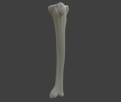3D Model of Tibia Bone - Extremity, Lower (Leg) - embodi3D.com