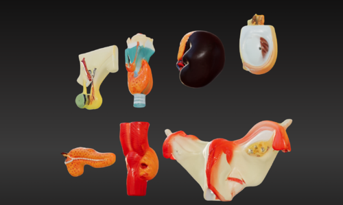 3D Complete Endocrine Gland Set Anatomy Model - Other organs - embodi3D.com
