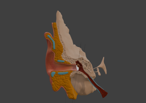 3D Model of Auditory System - Other organs - embodi3D.com
