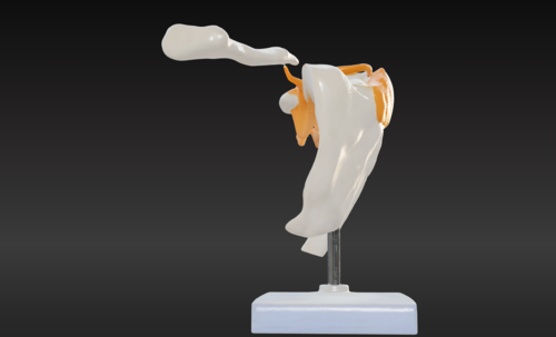 3D Model of Human Shoulder Joint with Ligaments - Anatomy - Other ...
