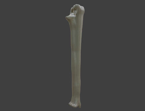 3D Model of Ulna Bone - Extremity, Lower (Leg) - embodi3D.com