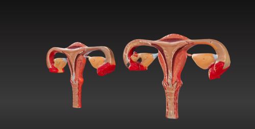 3D Model of Fertilization Process - Other organs - embodi3D.com