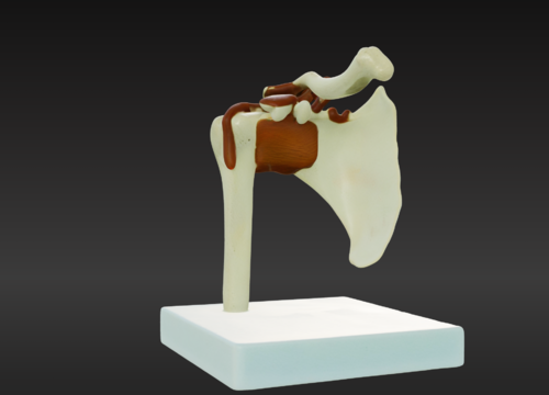 3D Joint Anatomy Model with Stand - Spine and Pelvis - embodi3D.com