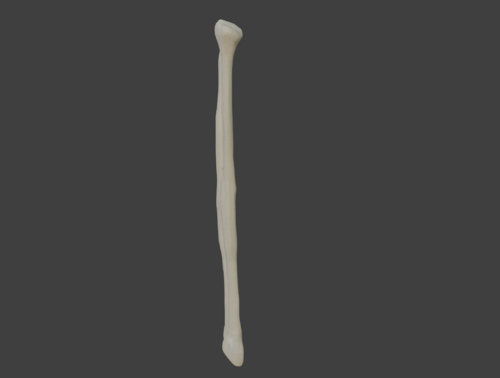 3D Model of Fibula Bone - Extremity, Lower (Leg) - embodi3D.com
