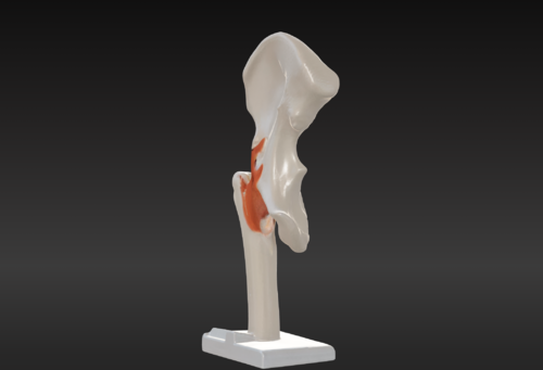 3D Hip Joint Anatomy Model - Other organs - embodi3D.com