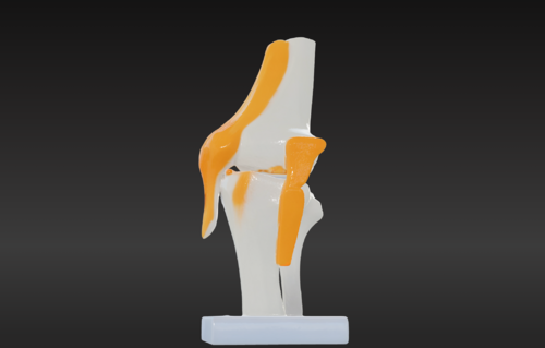 3D Model of Human Knee Joint with Ligaments on Stand - Extremity, Lower ...