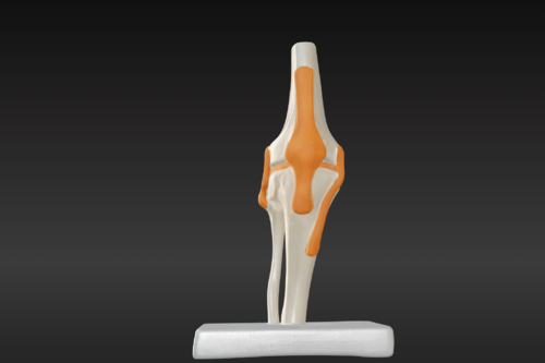 3D Joint Anatomy Model with Stand - lower leg - Extremity, Lower (Leg ...