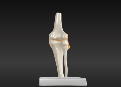 3D Joint Anatomy Model with Stand - lower leg - Extremity, Lower (Leg ...