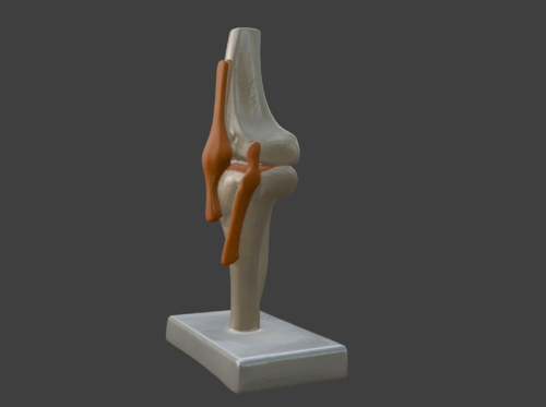 3D Joint Anatomy Model with Stand - lower leg - Extremity, Lower (Leg ...