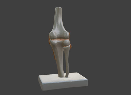 3D Joint Anatomy Model with Stand - lower leg - Extremity, Lower (Leg ...