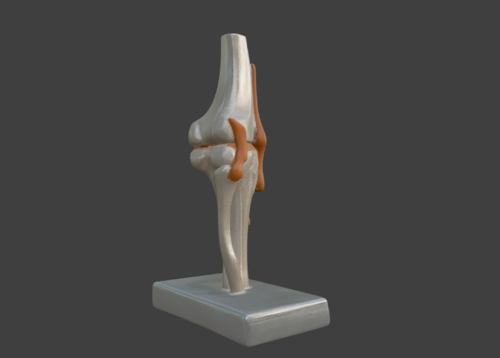 3D Joint Anatomy Model with Stand - lower leg - Extremity, Lower (Leg ...