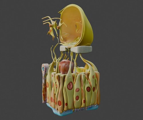 3D Model of Olfactory Epithelium Microscopic Anatomy - Other organs ...