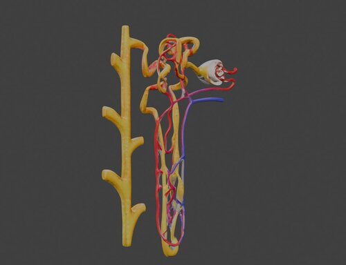 3D Model of Kidney Nephron - Other organs - embodi3D.com