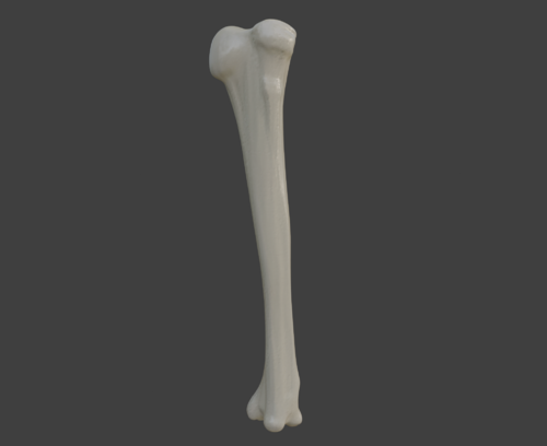 3D Model of Tibia Bone - Extremity, Lower (Leg) - embodi3D.com