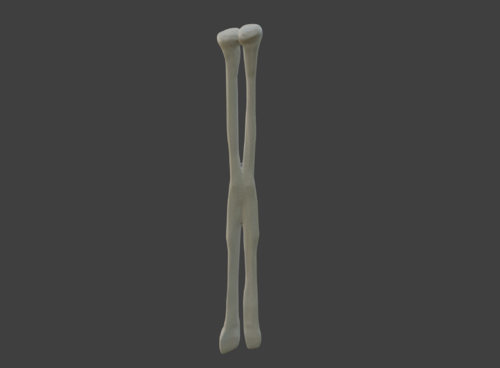 3D Model of Fibula Bone - Extremity, Lower (Leg) - embodi3D.com